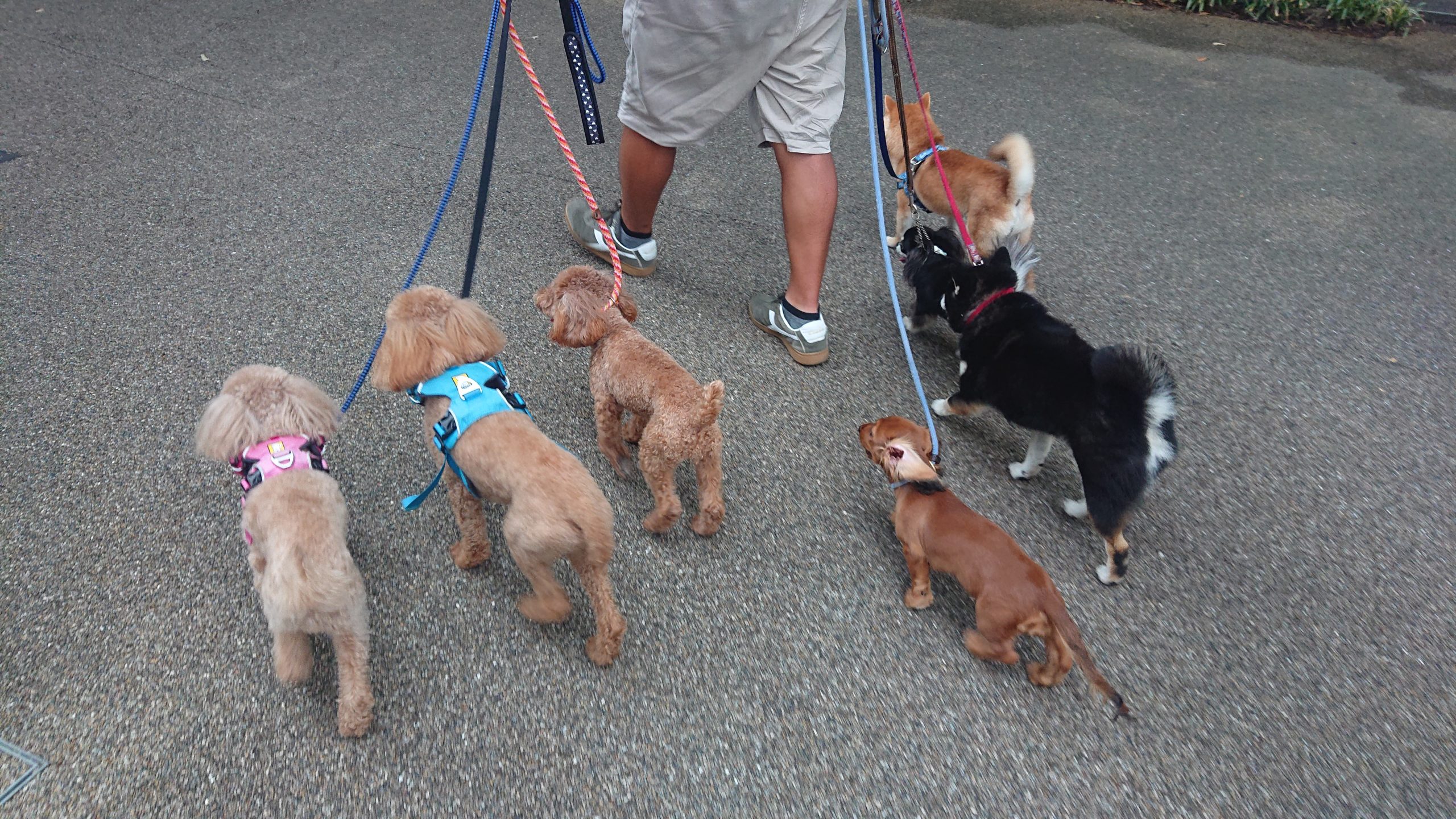 Lesson | Dog Logic School