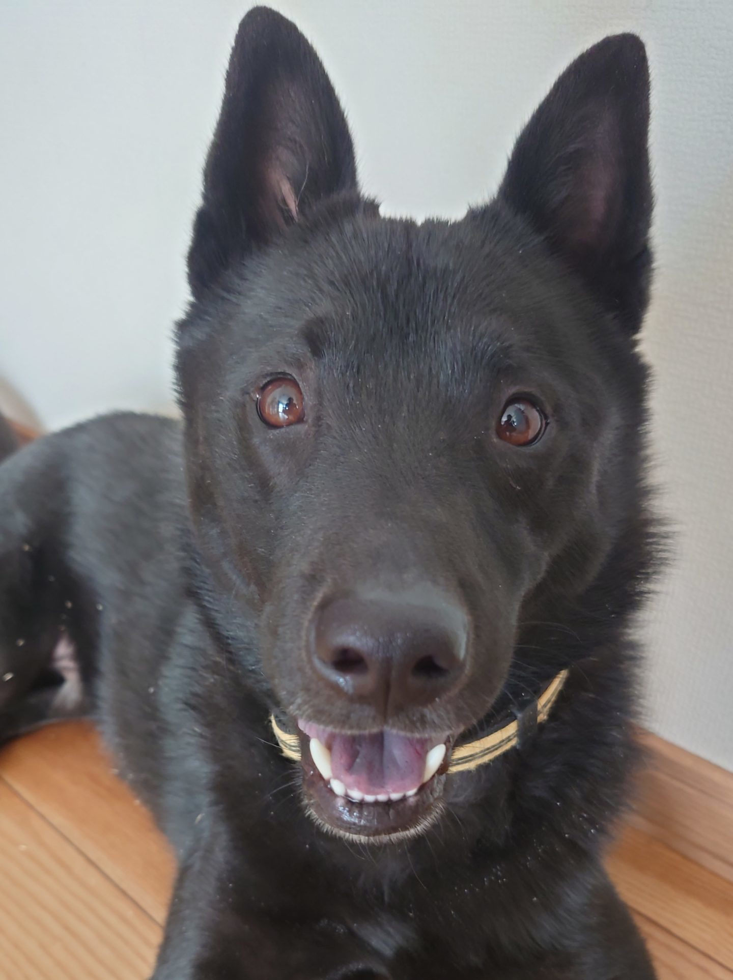 Lesson | Dog Logic School